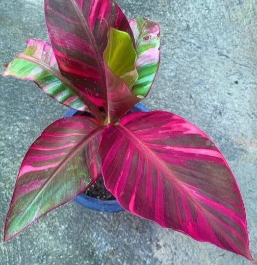 Musa Nono Pink Variegata - Variegated Banana Plant - Rare Plant ...