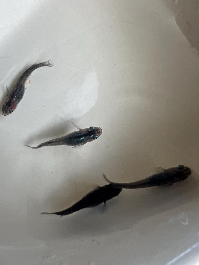 Japanese Rice Fish Eggs - Medaka Midnight/Black – UnusualPlantsNL