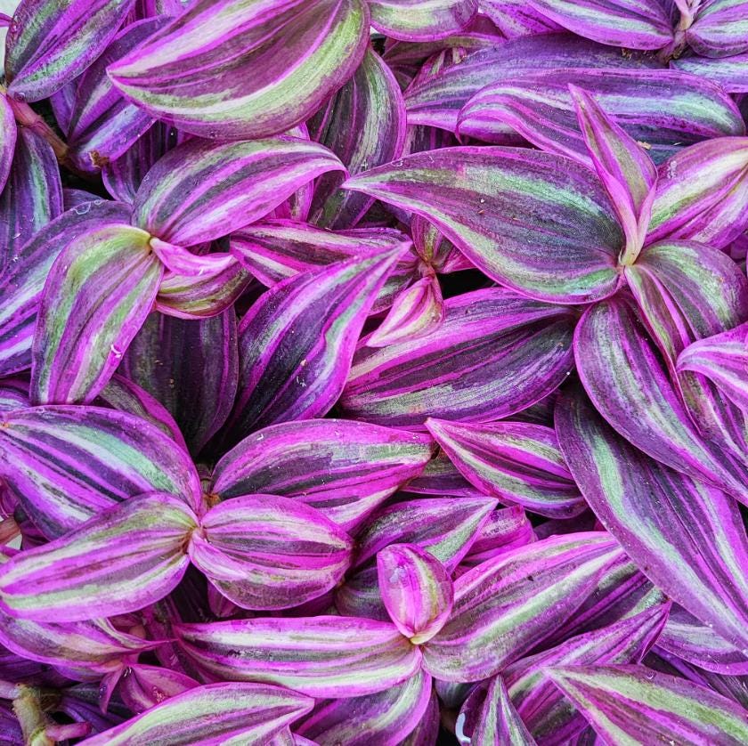 Tradescantia Pink Paradise - beautiful plant - rare plant - pink, whit ...